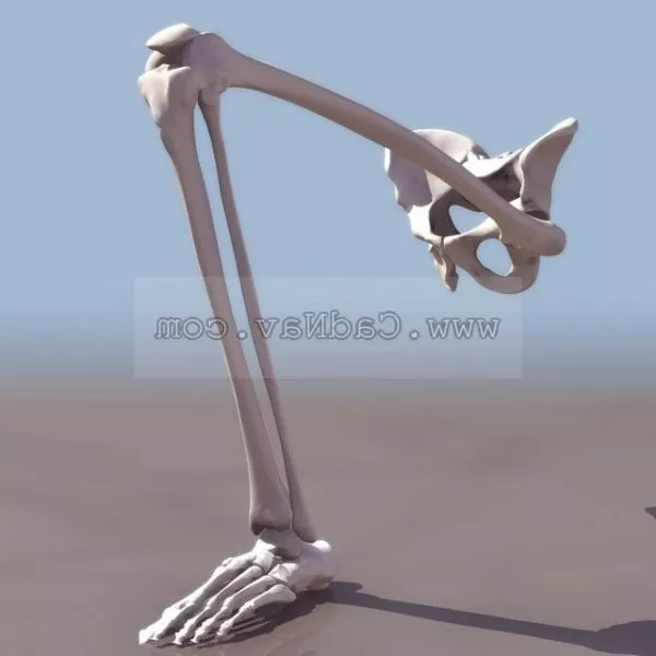 Anatomy Human Leg Bones Free 3d Model 3ds Max Vray Open3dmodel
