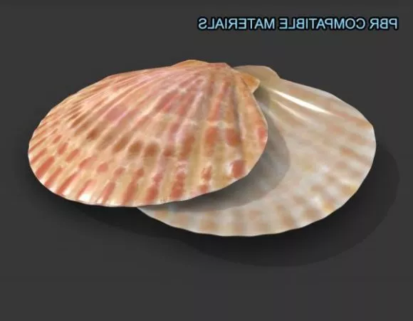 Realistic Sea Shell Free 3d Model Fbx Ma Mb Obj Open3dmodel