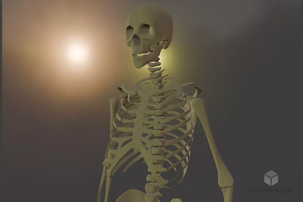 Realistic Human Skeleton Free 3d Model - .Blend, .C4d, .Dae, .Fbx, .Obj ... Realistic Human Skeleton Free 3d Model - .Blend, .C4d, .Dae, .Fbx, .Obj ...